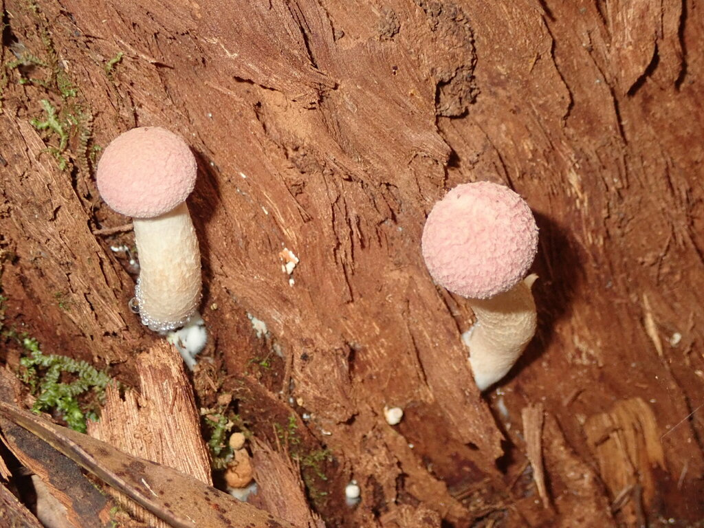 Boletellus from Kiamba QLD 4560, Australia on March 20, 2023 at 10:03 ...