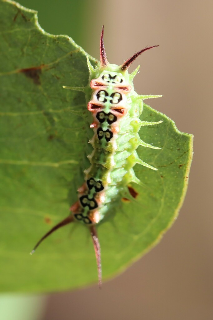 Four-spotted Cup Moth from Sydney NSW, Australia on February 26, 2023 ...