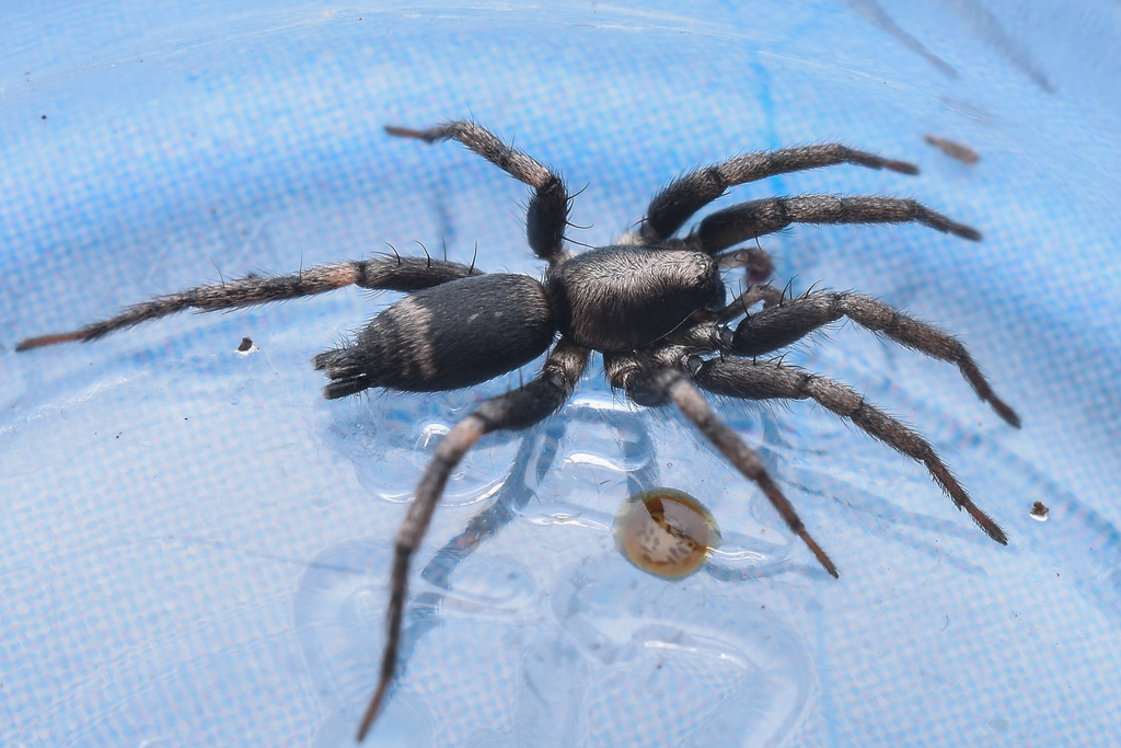 Hitobia asiatica from yoshikawa on March 29, 2022 by A.K.. 発見時(3/29)は亜 ...