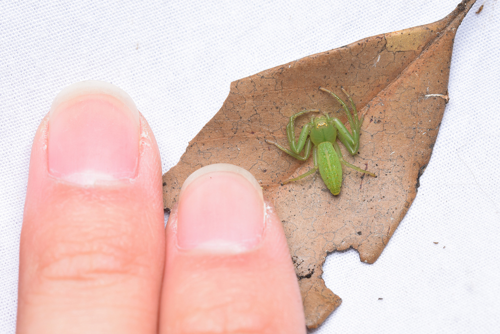 Oxytate striatipes from souka on December 21, 2021 at 04:03 PM by A.K ...