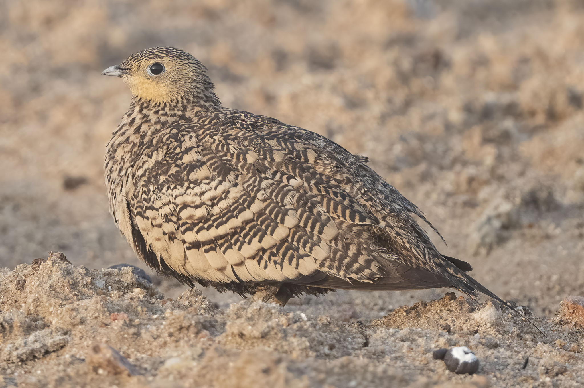 Pterocles exustus Temminck, 1825