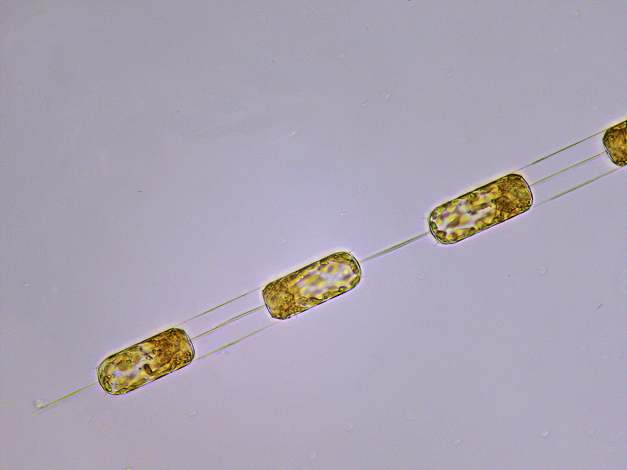 Ditylum brightwellii (T.West) Grunow, 1885