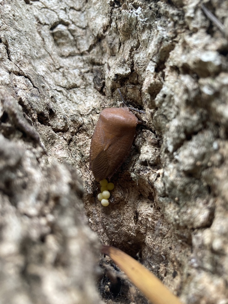 Lychee Stink Bug from Sai Kung, Hong Kong on March 18, 2023 at 04:09 PM ...