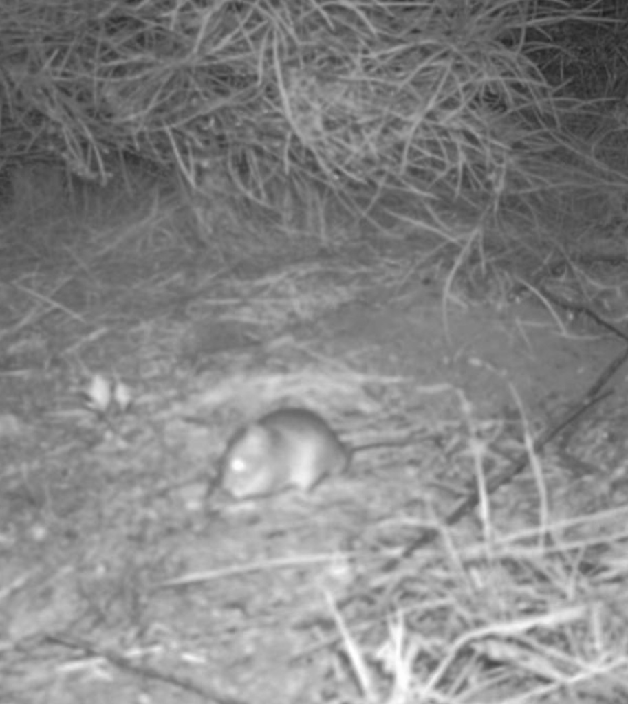 Pale Field Rat from Iredale, QLD, AU on March 20, 2023 at 05:24 PM by ...