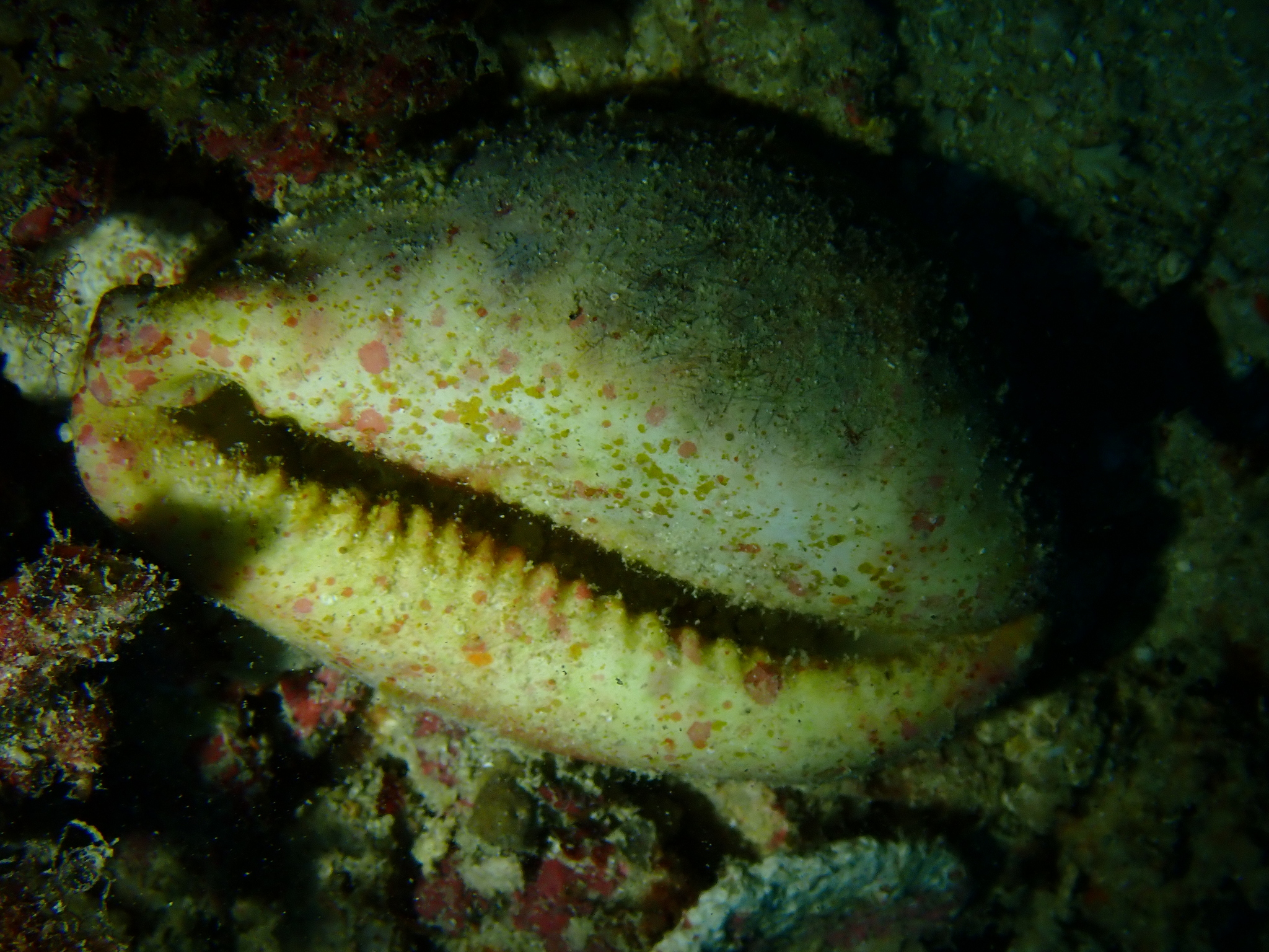 Cypraea Linnaeus, 1758