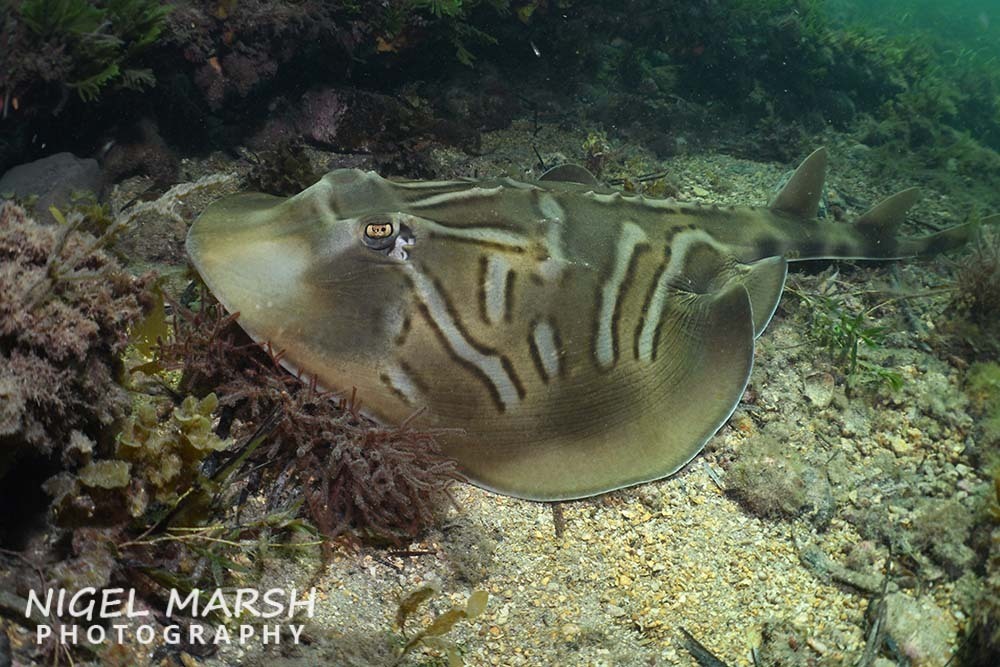 Southern Fiddler from Yorke Peninsula - North, AU-SA, AU on March 17 ...