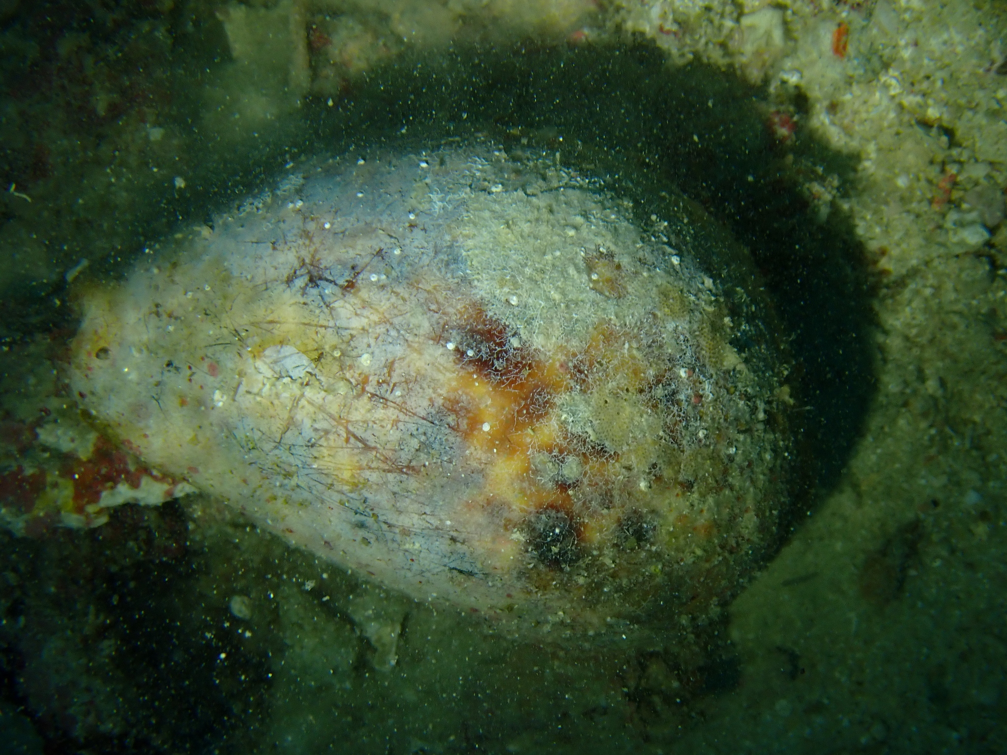 Cypraea Linnaeus, 1758