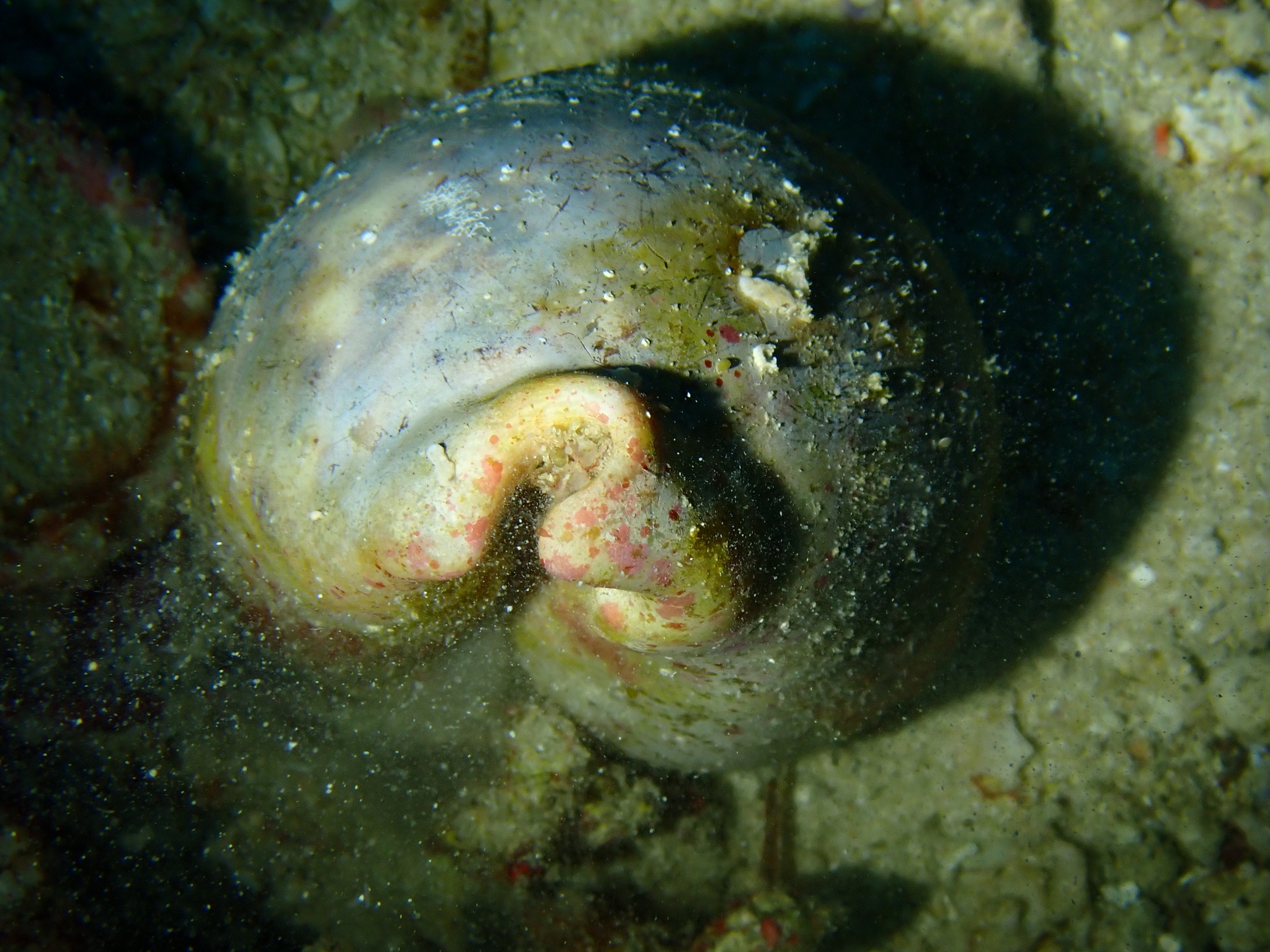 Cypraea Linnaeus, 1758