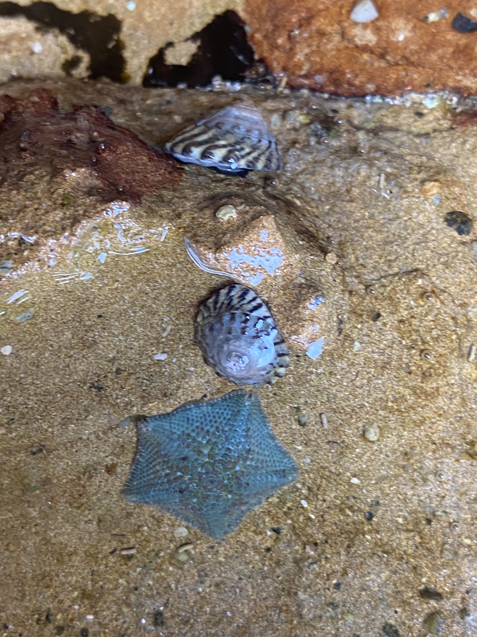 Parvulastra O'Loughlin, 2004