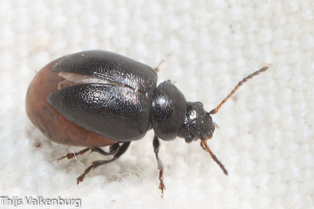 Colaspidema Laporte de Castelnau, 1833