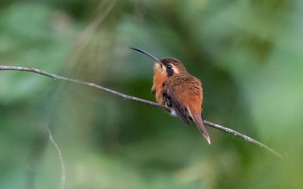 Reddish Hermit from Cachoeiras de Macacu - État de Rio de Janeiro ...