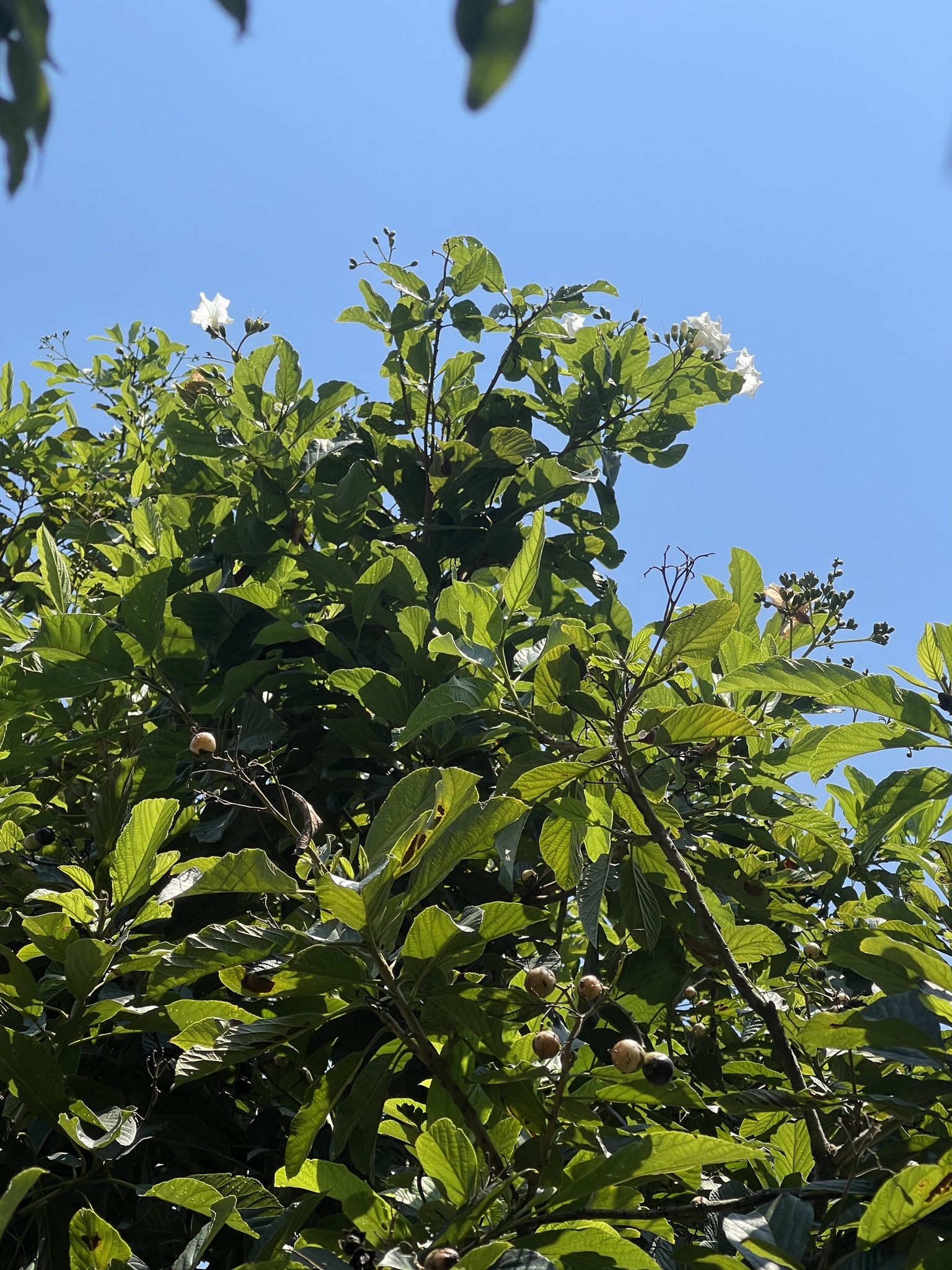 Cordia superba Cham.