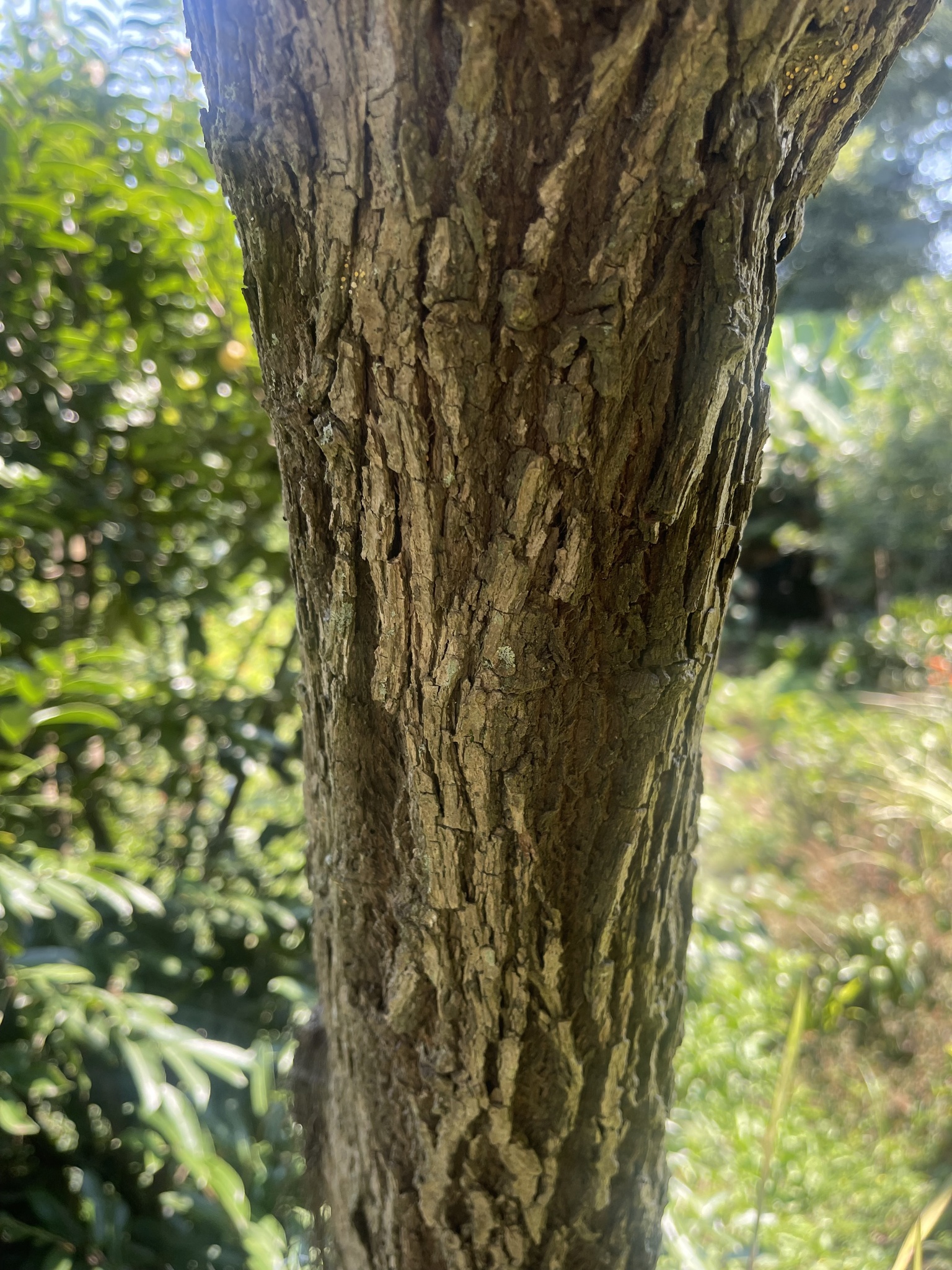 Cordia superba Cham.