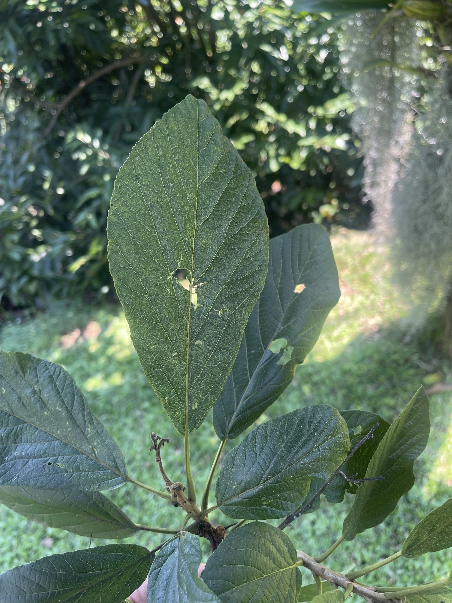 Cordia superba Cham.