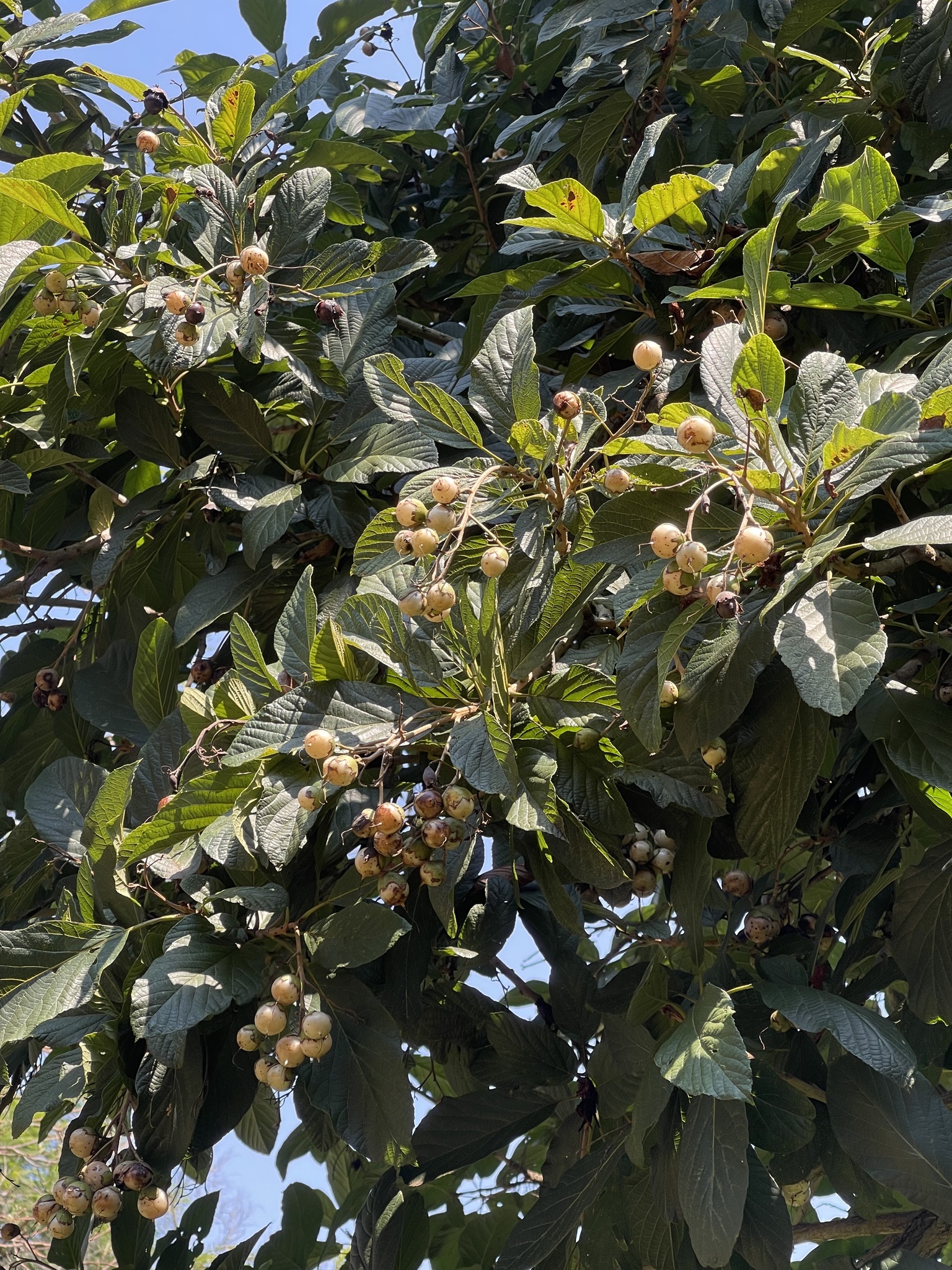 Cordia superba Cham.