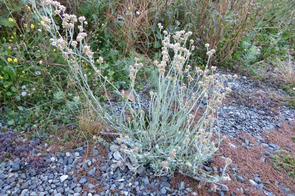 Jersey Cudweed from Waikouaiti, New Zealand on March 06, 2023 at 06:52 ...