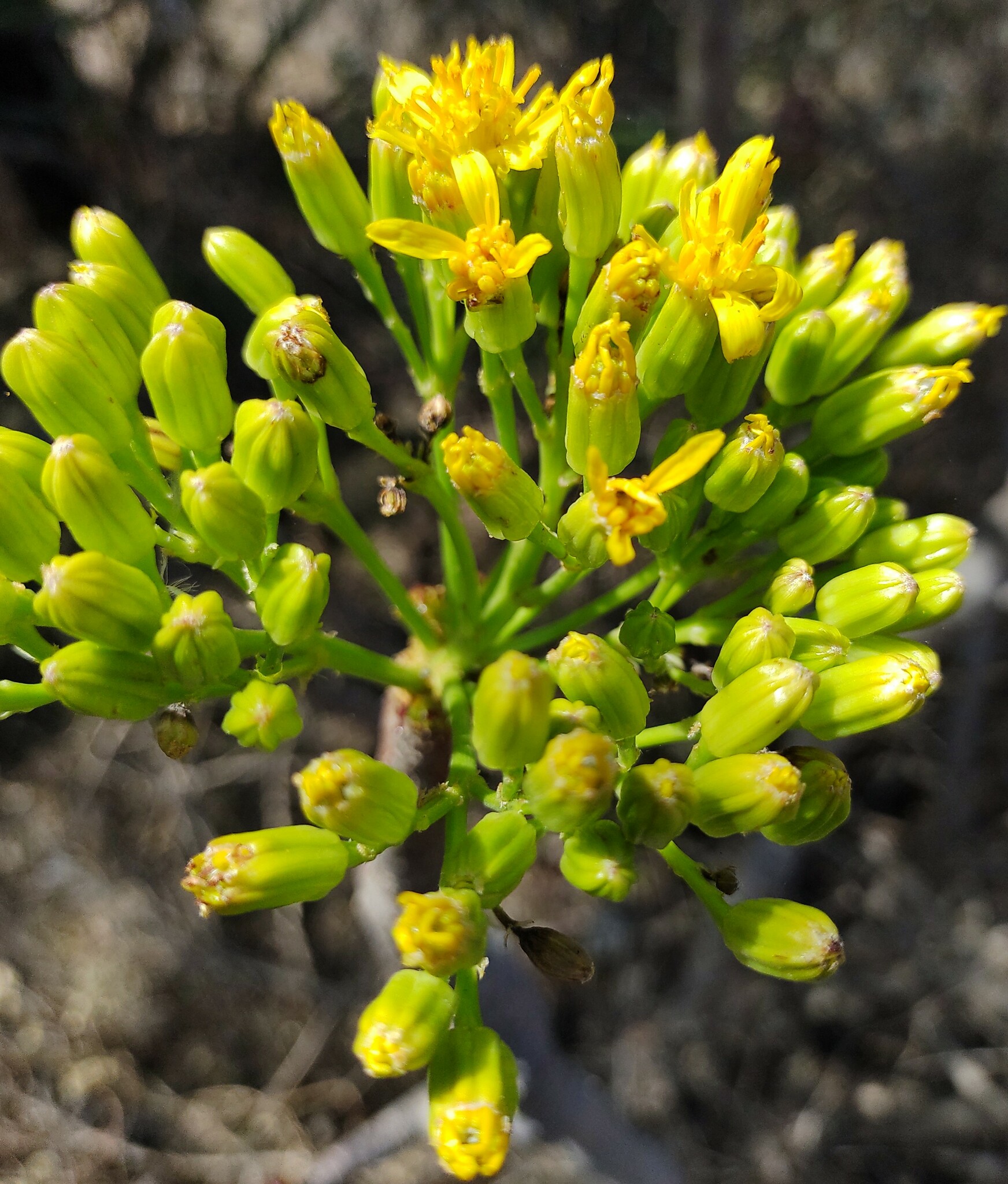 Pittocaulon praecox (Cav.) H.Rob. & Brettell