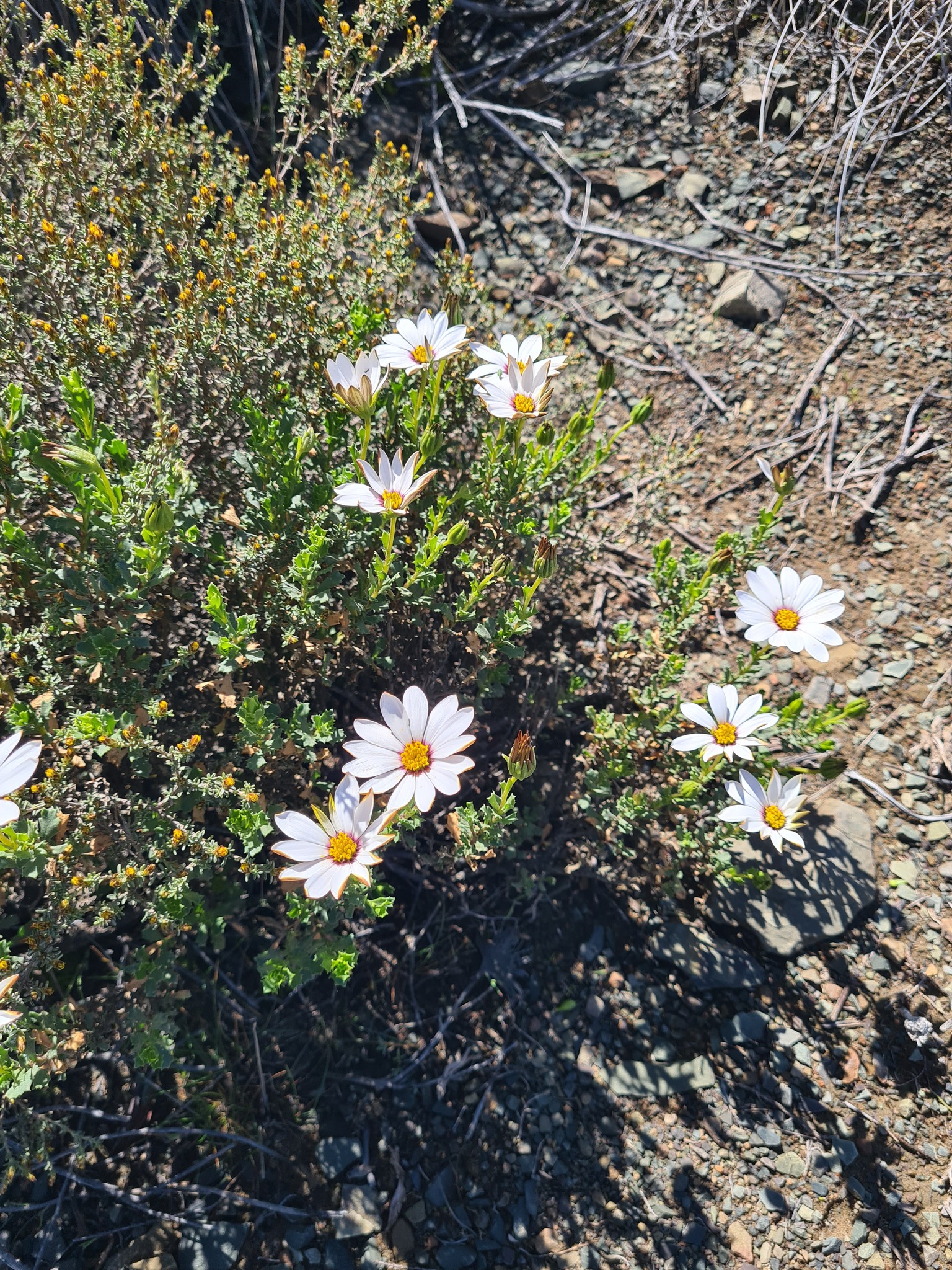 Dimorphotheca cuneata (Thunb.) DC.