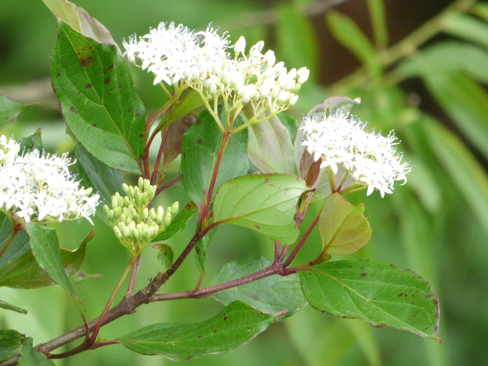 Cornus foemina Mill.
