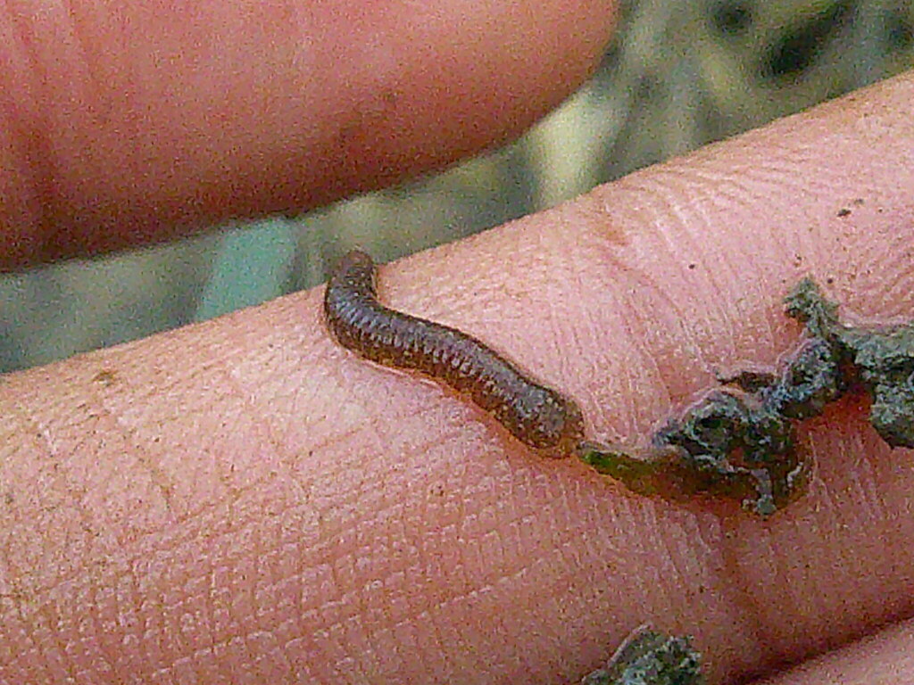 Duck Leech from Stratford-upon-Avon CV37, UK on March 19, 2023 at 01:47 ...