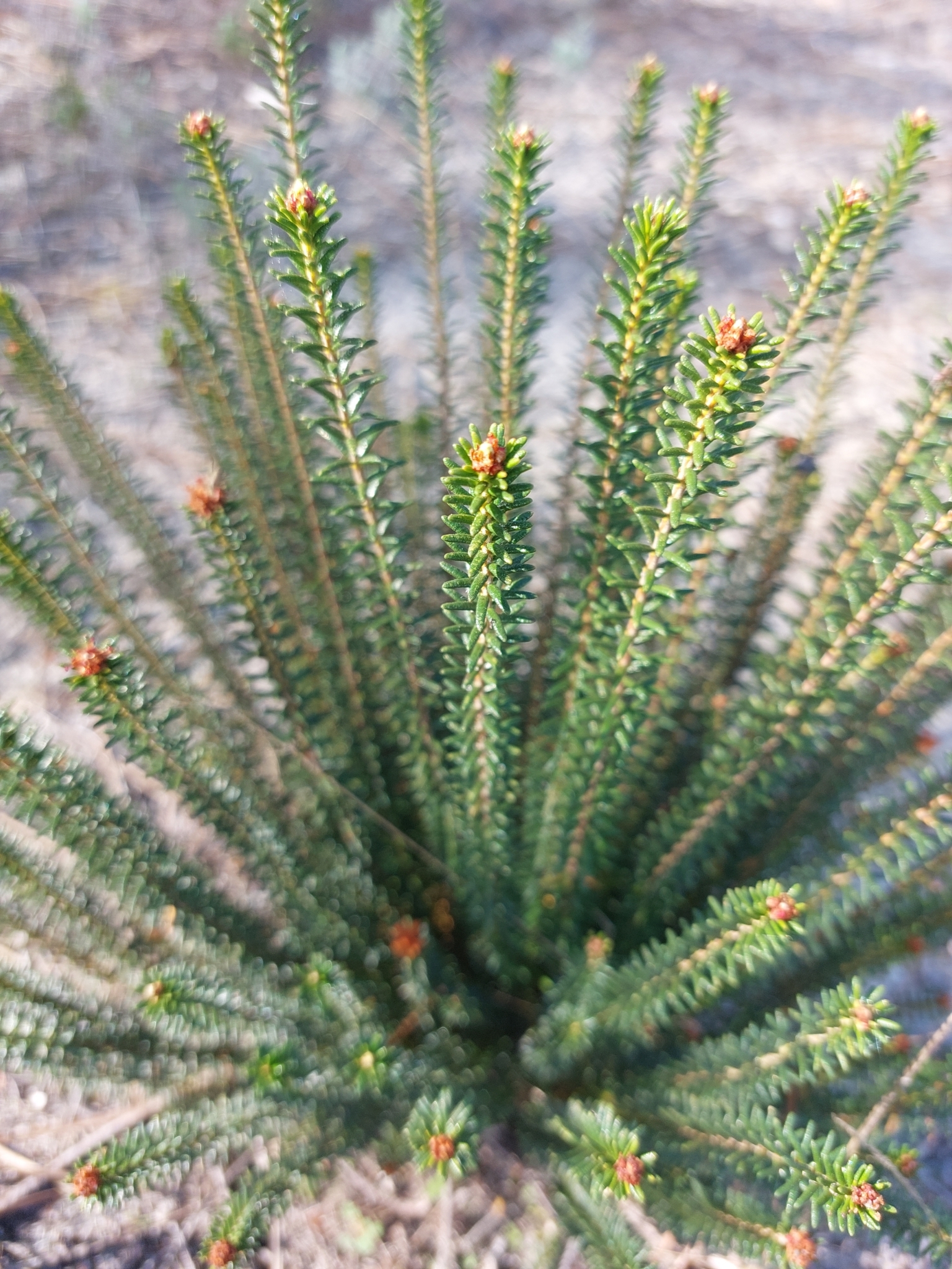 Corema album (L.) D.Don