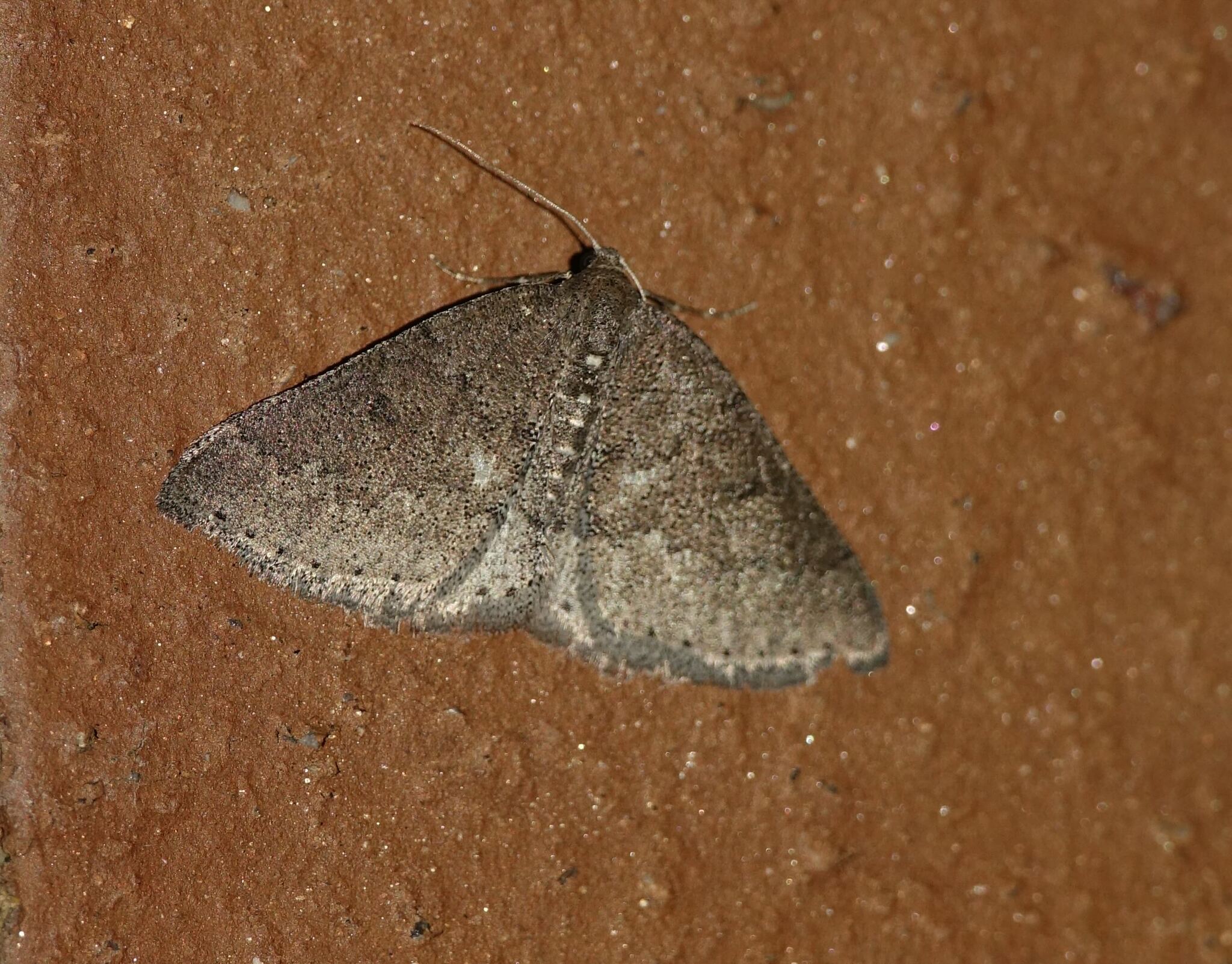 Aleucis distinctata (Herrich-Schäffer, 1839)