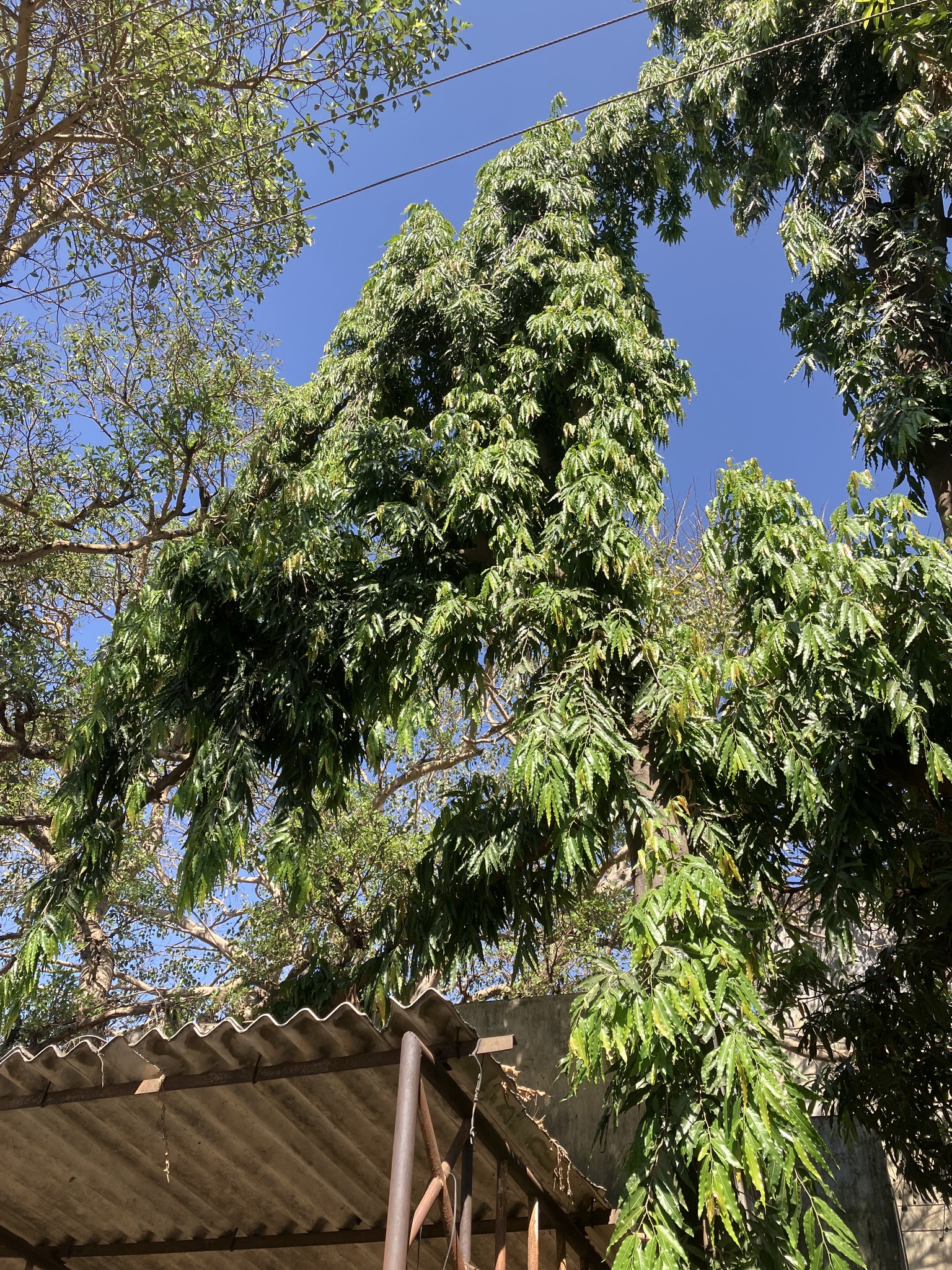 Polyalthia longifolia (Sonn.) Thwaites