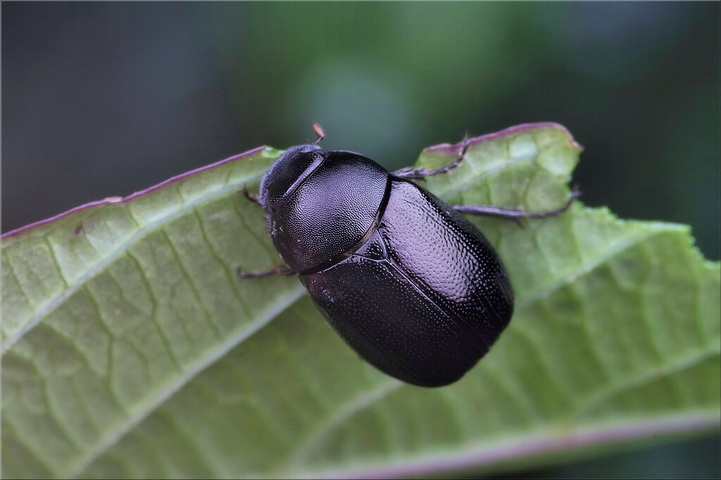 Apogonia cupreoviridis from Queenstown, Singapore on March 19, 2023 at ...