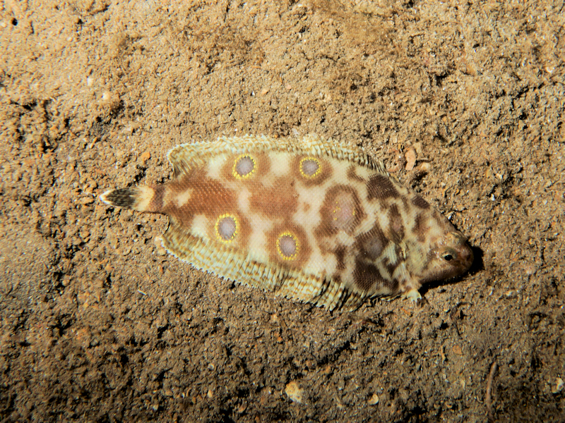 Microchirus ocellatus (Linnaeus, 1758)