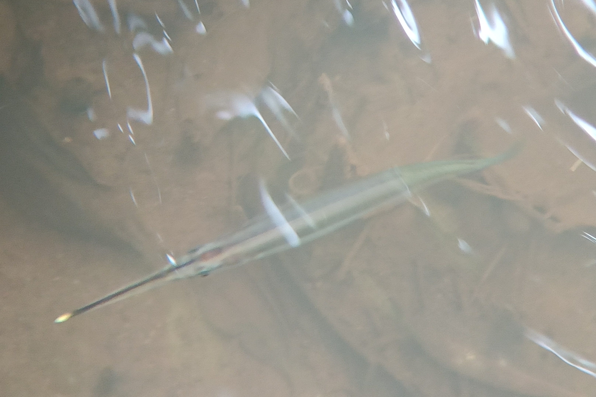 Zenarchopterus buffonis (Valenciennes, 1847)