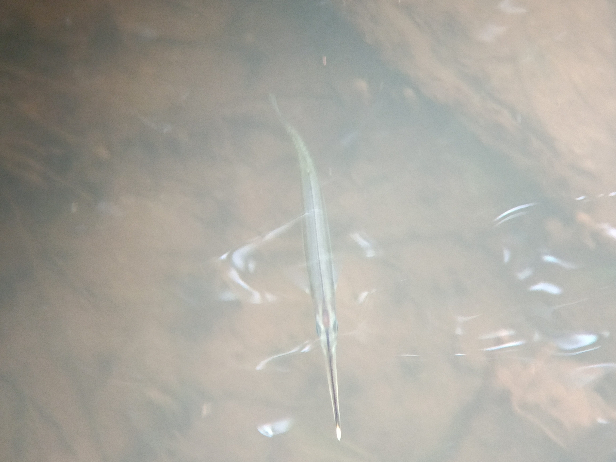 Zenarchopterus buffonis (Valenciennes, 1847)