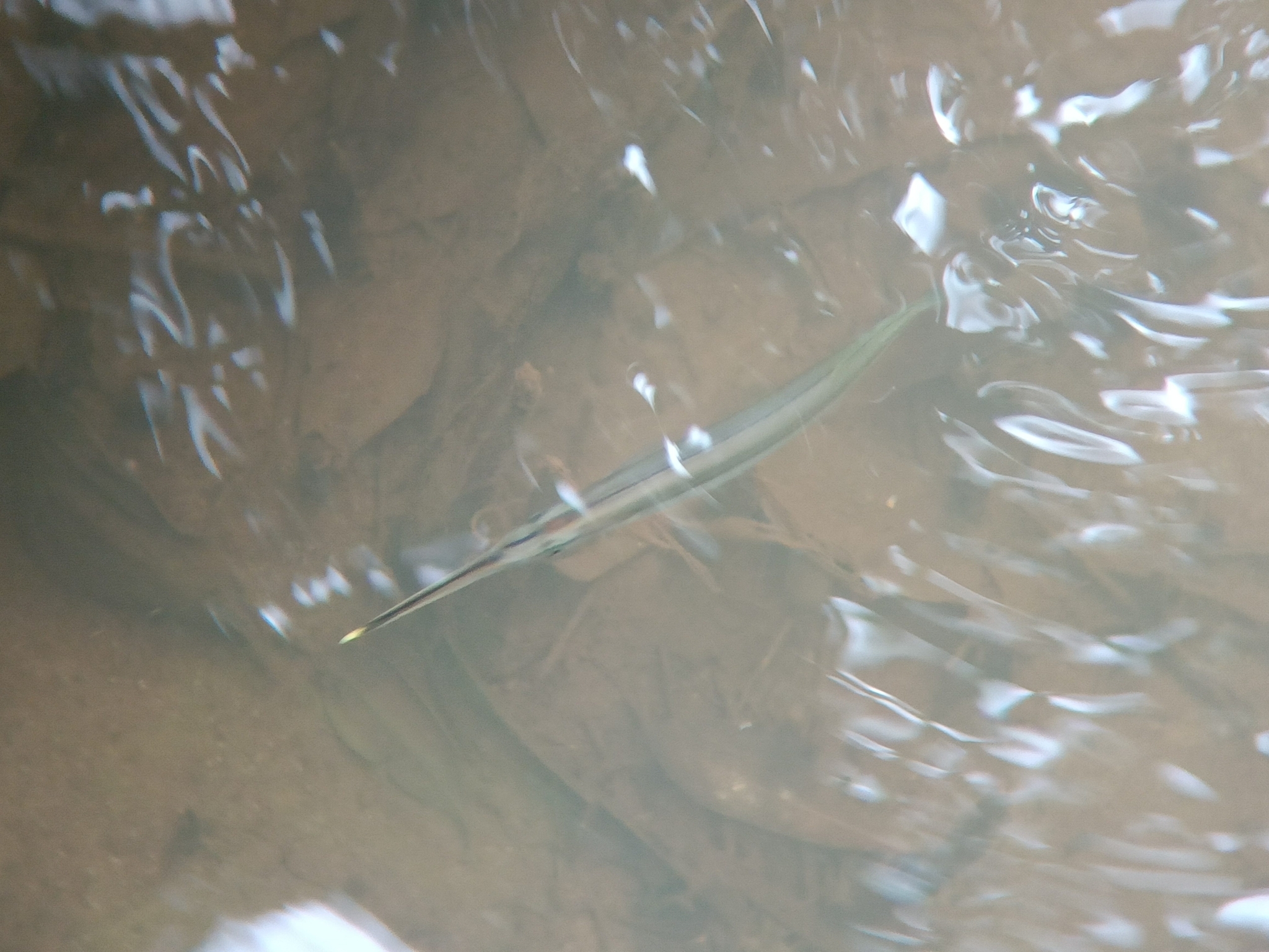 Zenarchopterus buffonis (Valenciennes, 1847)