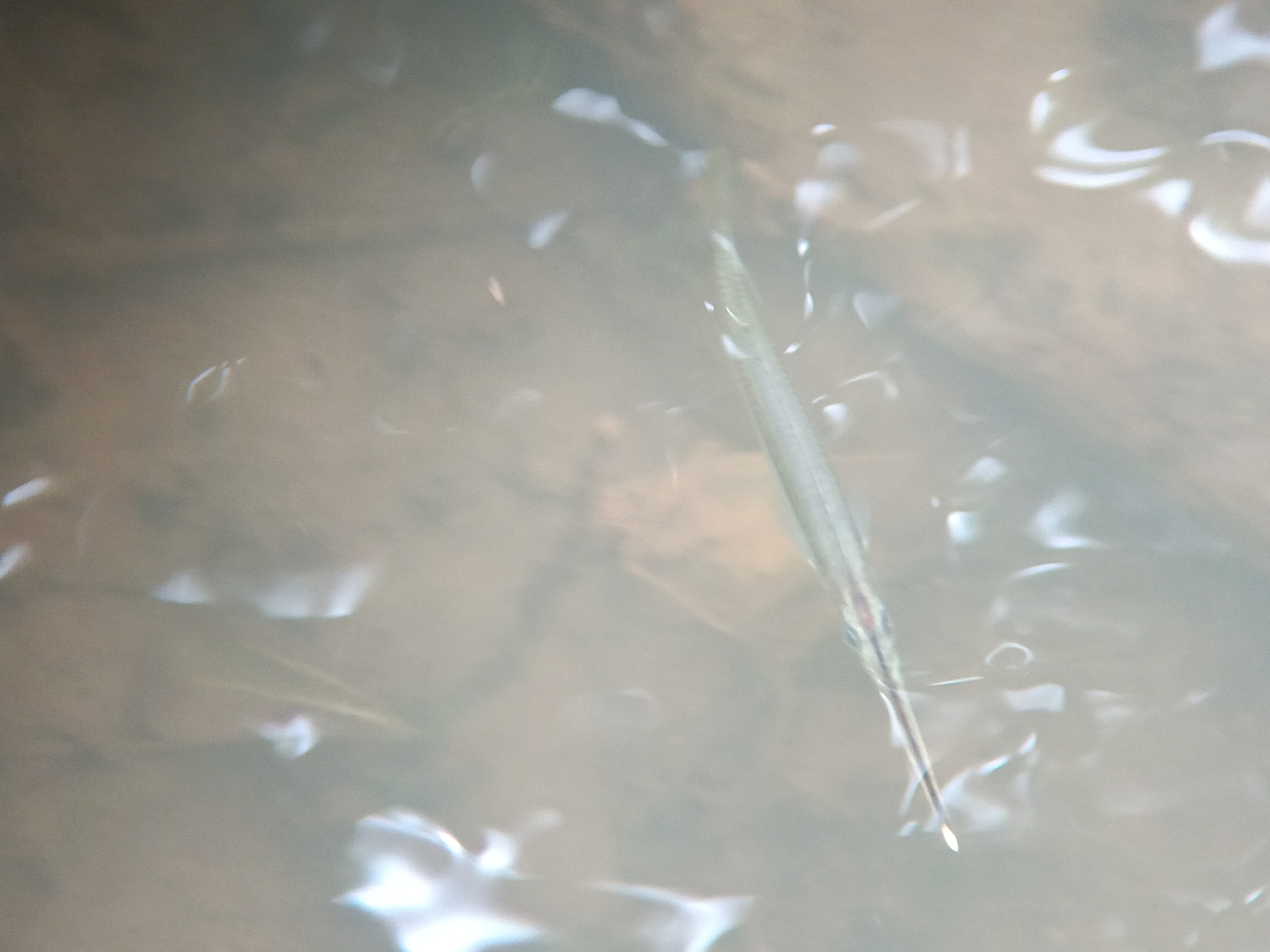 Zenarchopterus buffonis (Valenciennes, 1847)