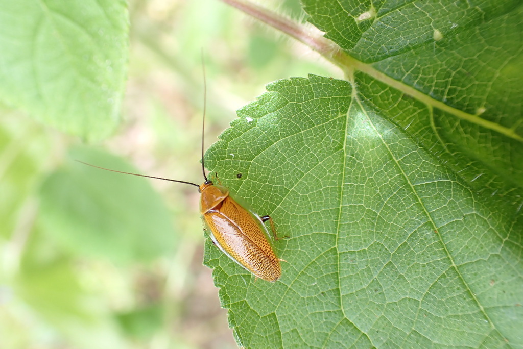bush cockroach from Townsville QLD, Australia on March 20, 2023 at 11: ...
