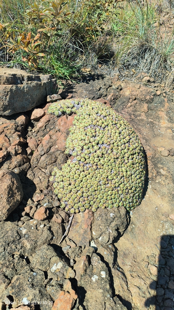 Lion Spoor from Golden Gate Highlands NP, Golden Gate Highlands ...