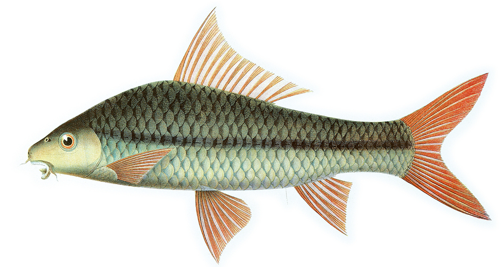(Osteochilus enneaporos) - Marine Life Identification