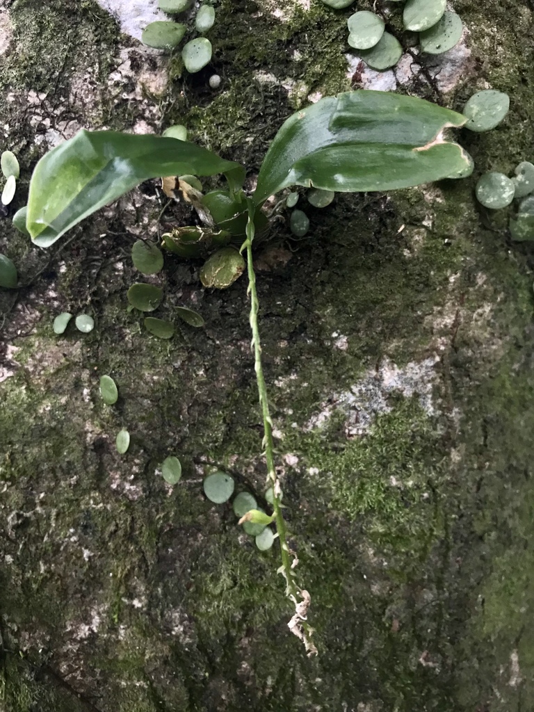 Samurai orchid by owen688 · iNaturalist