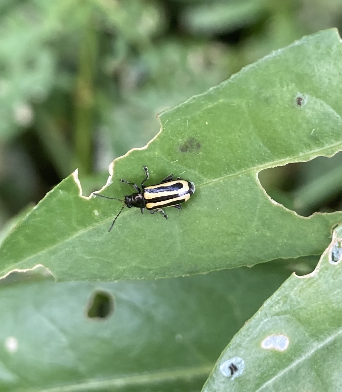 Agasicles Jacoby, 1904