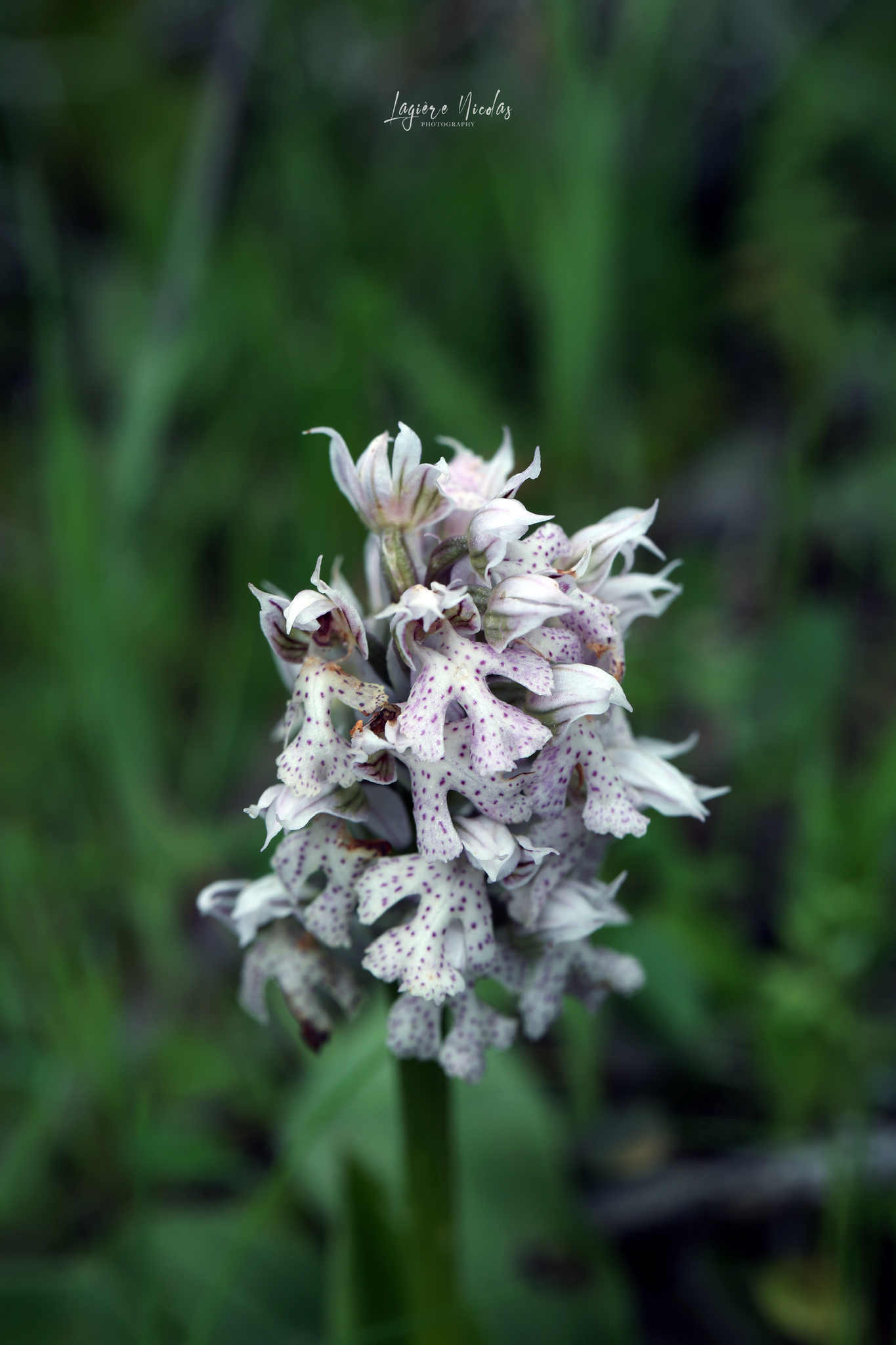 Neotinea lactea (Poir.) R.M.Bateman, Pridgeon & M.W.Chase