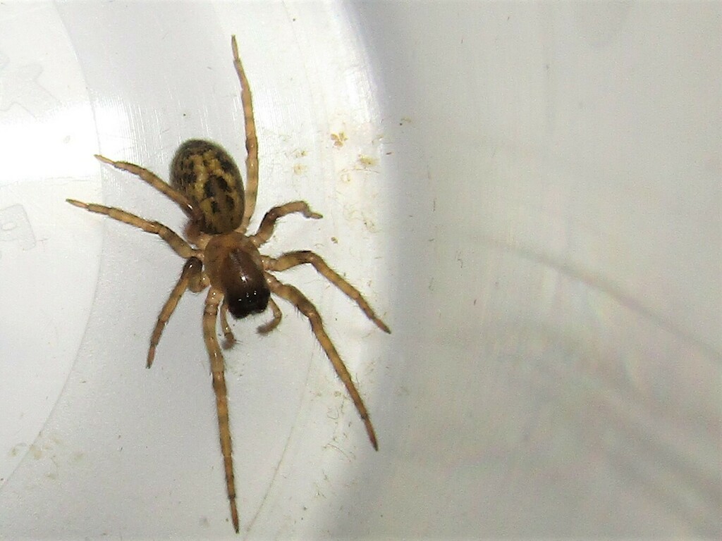 Lace-Weaver Spider from Mintlaw, Peterhead AB42, UK on March 19, 2023 ...