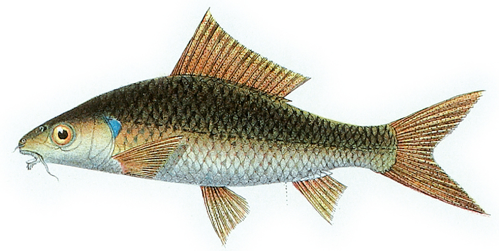 (Osteochilus kahajanensis) - Marine Life Identification