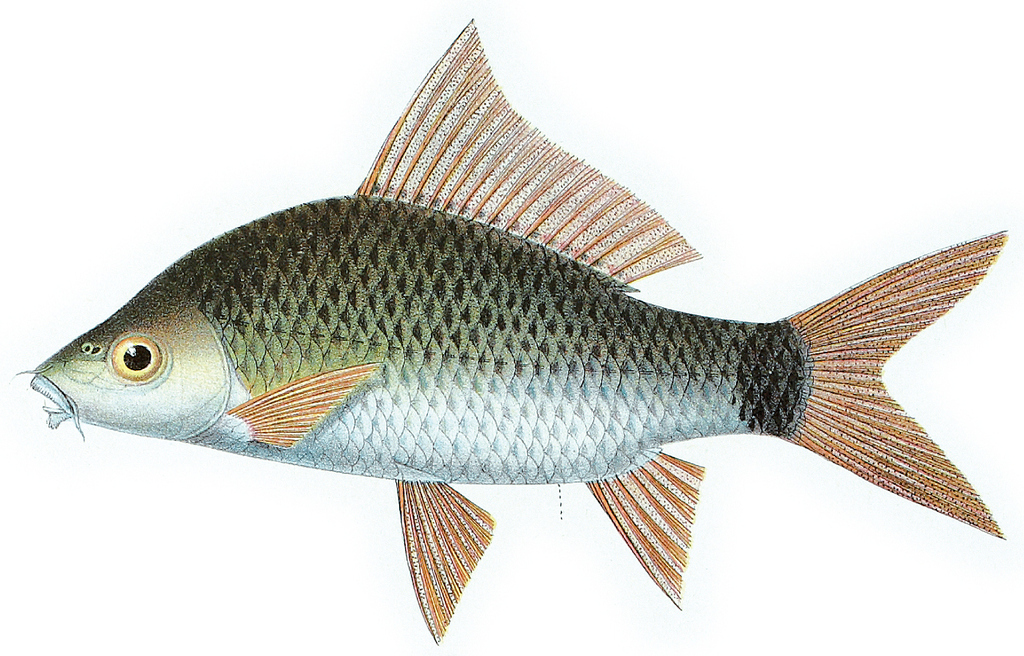 (Osteochilus kappenii) - Marine Life Identification