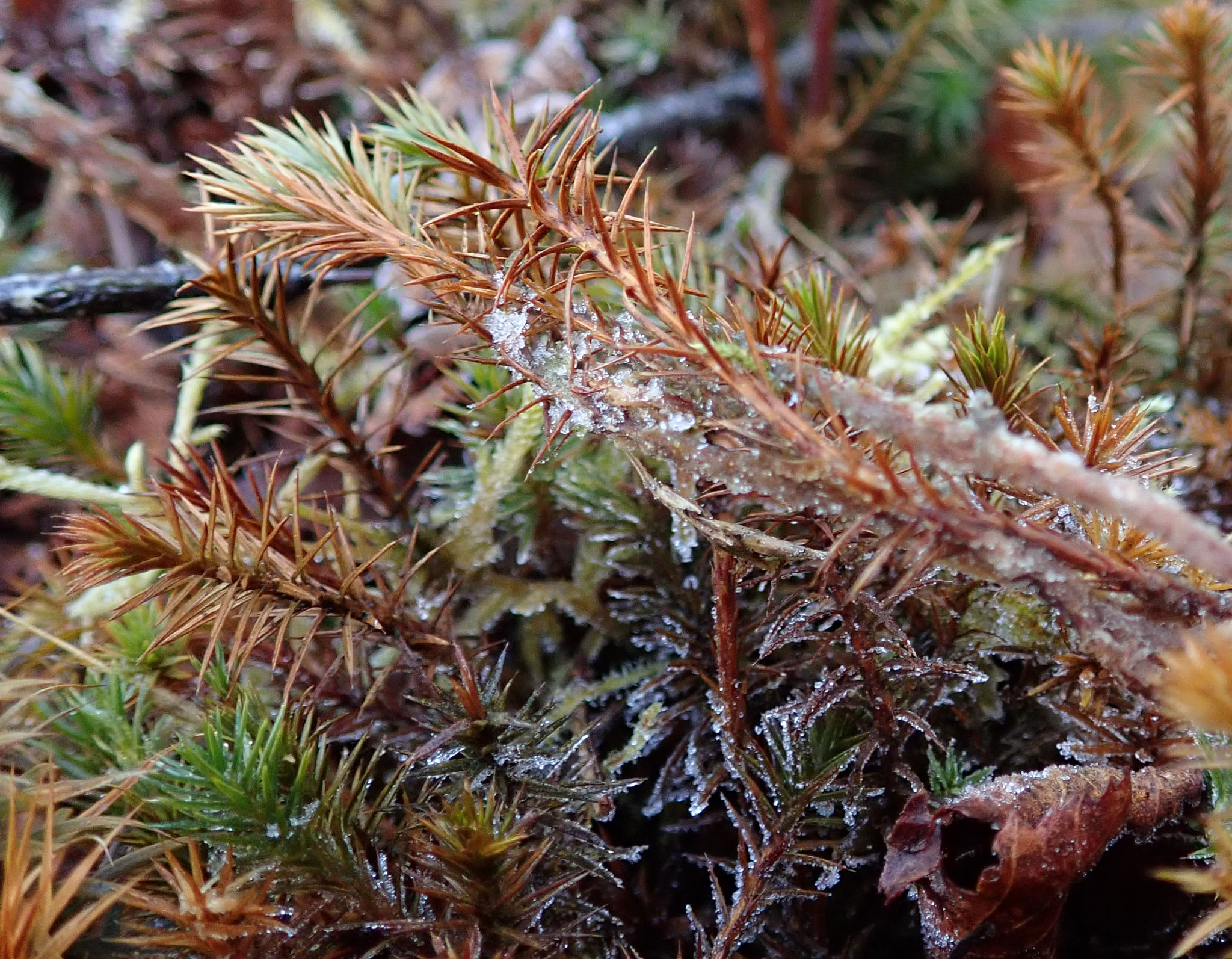 Polytrichum strictum Menzies ex Bridel, 1801