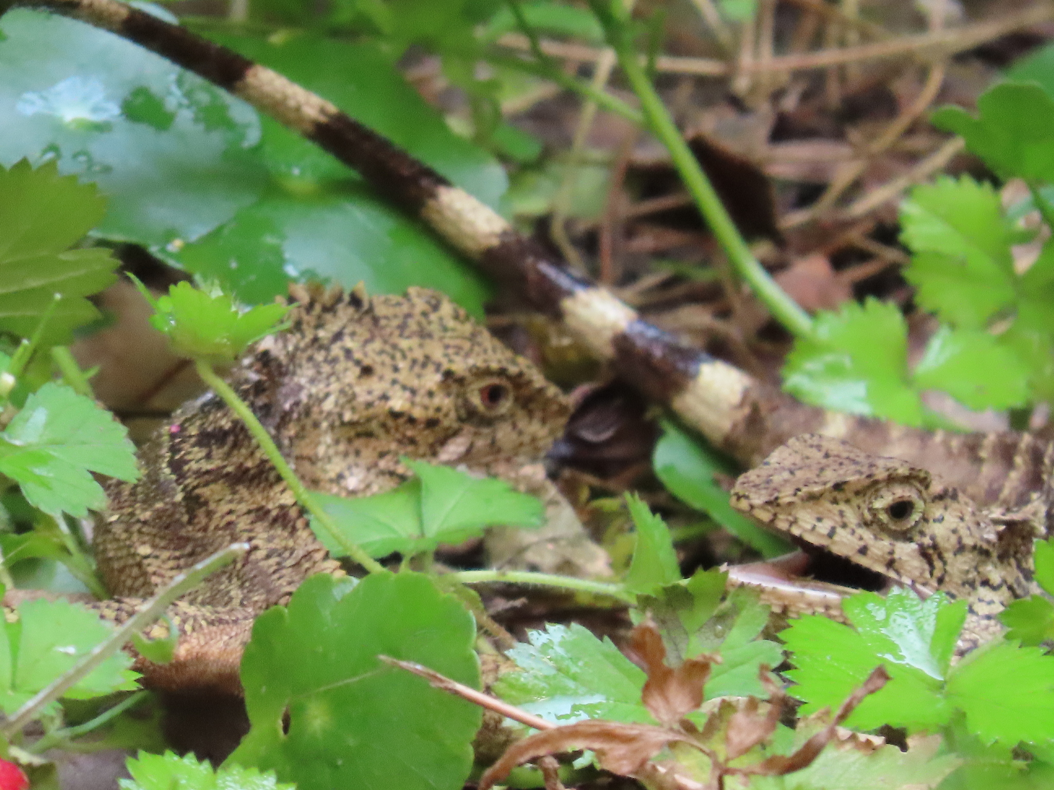 Diploderma swinhonis (Günther, 1864)