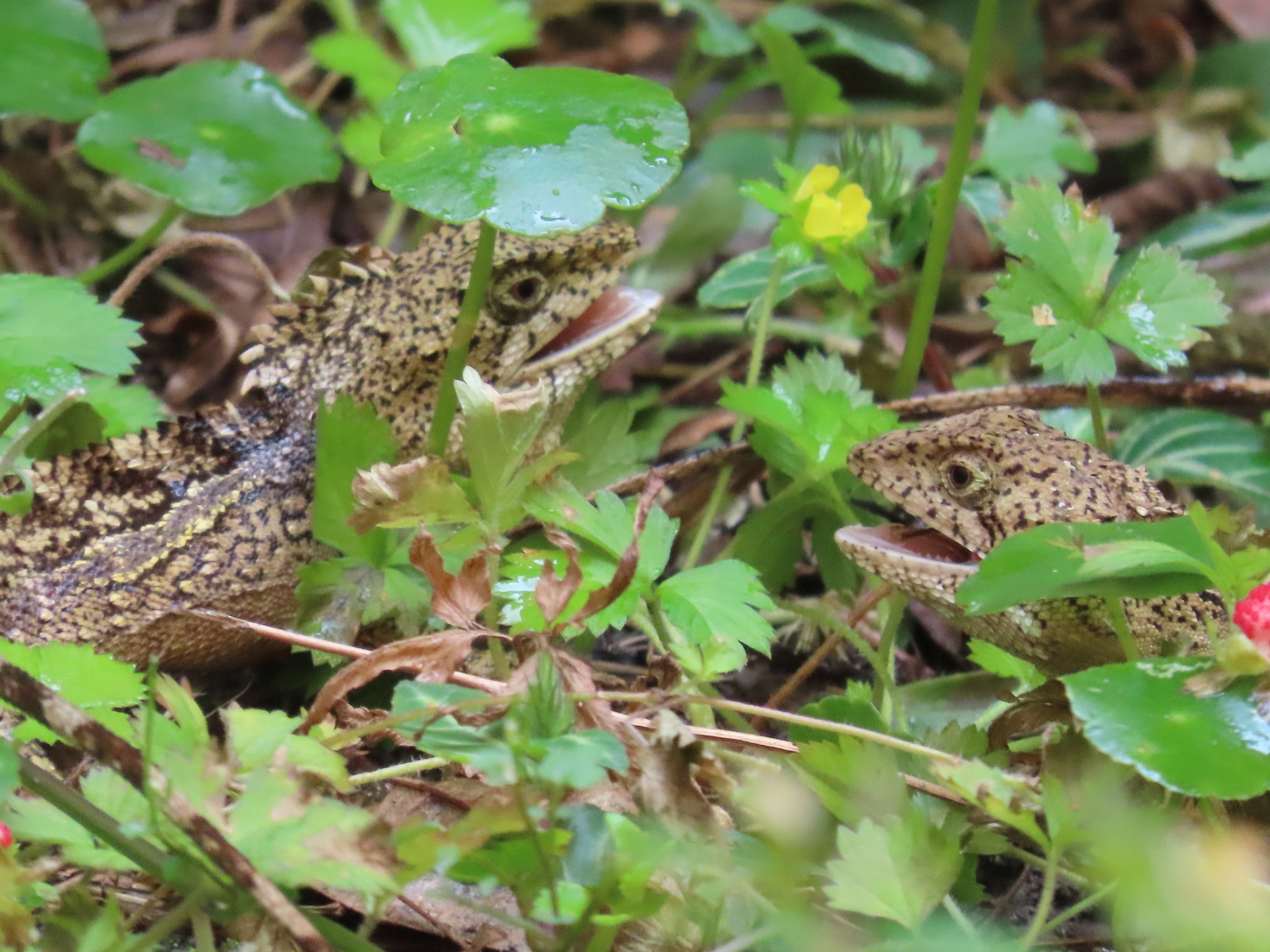 Diploderma swinhonis (Günther, 1864)