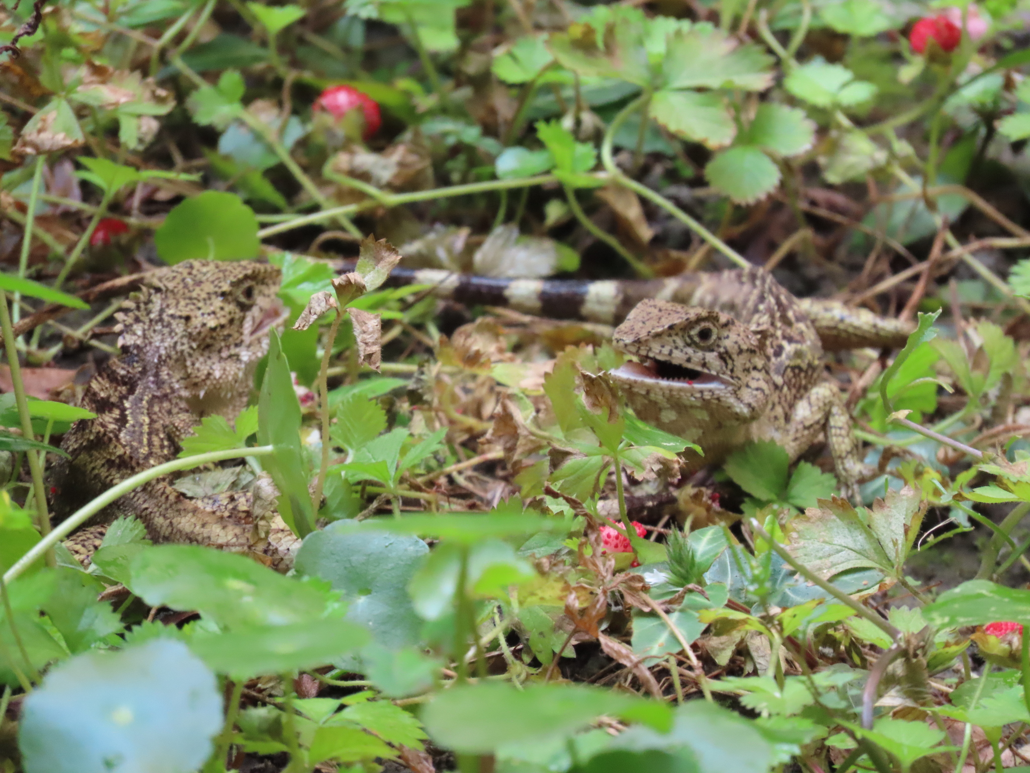 Diploderma swinhonis (Günther, 1864)