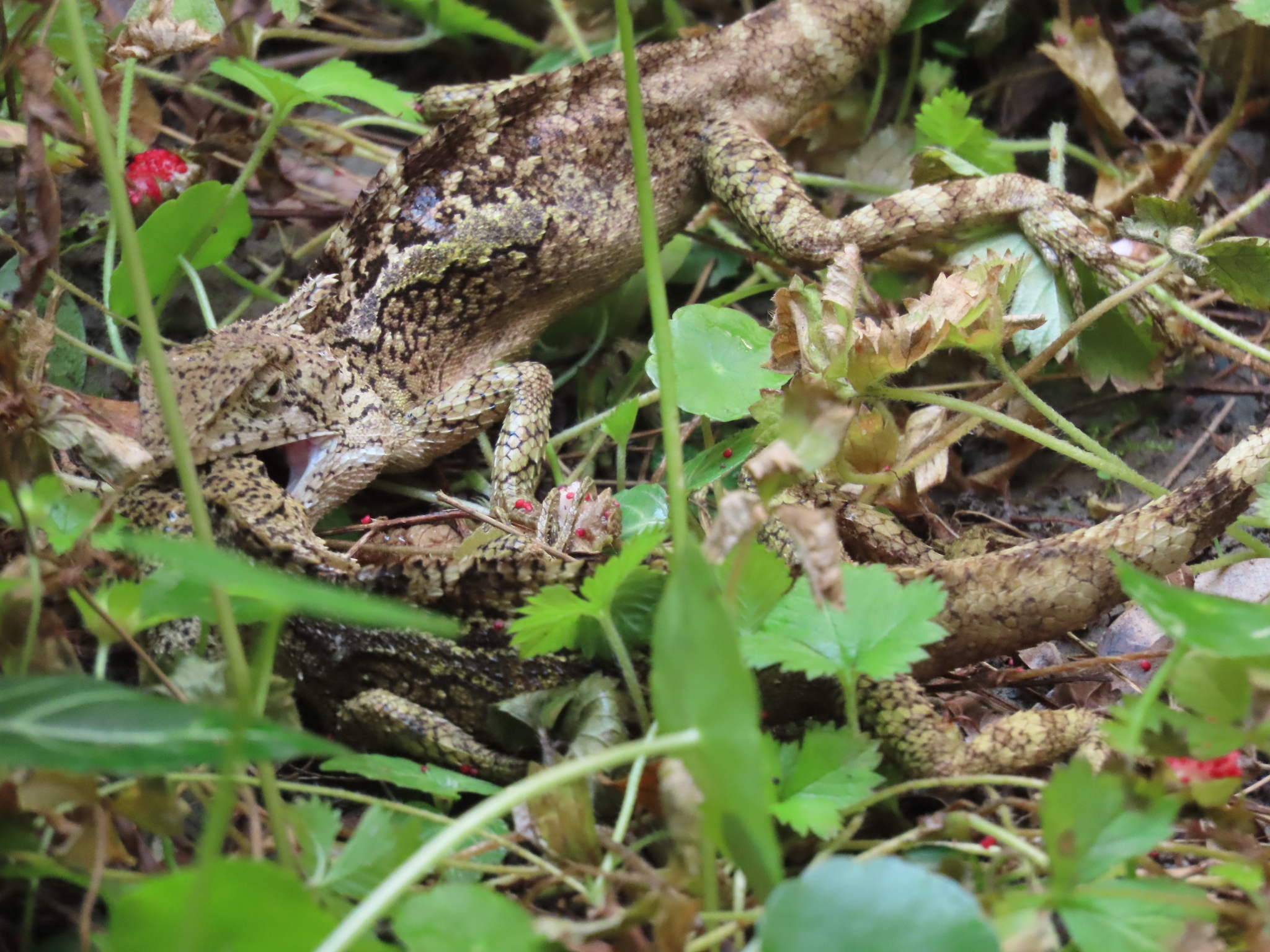 Diploderma swinhonis (Günther, 1864)