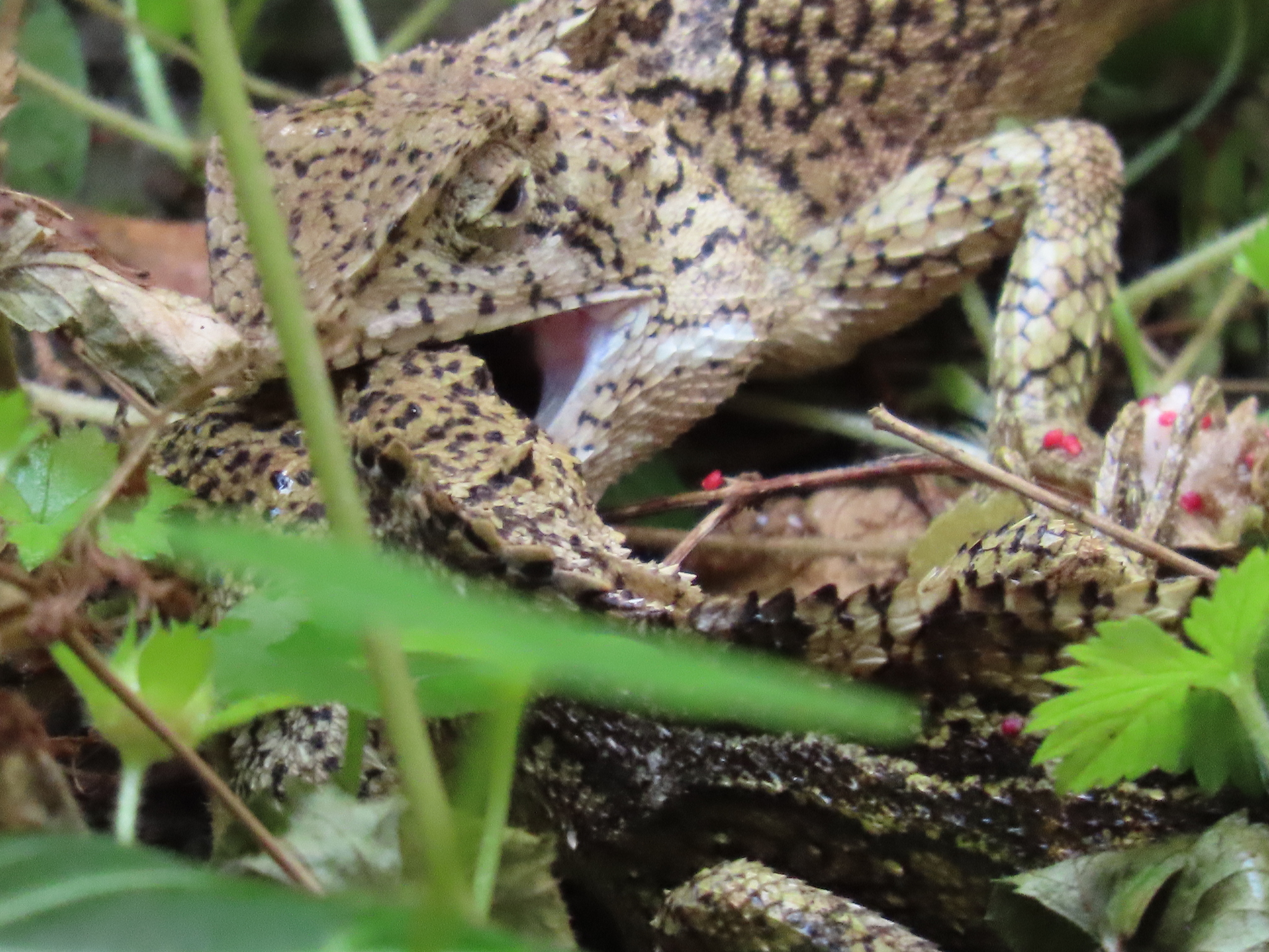 Diploderma swinhonis (Günther, 1864)