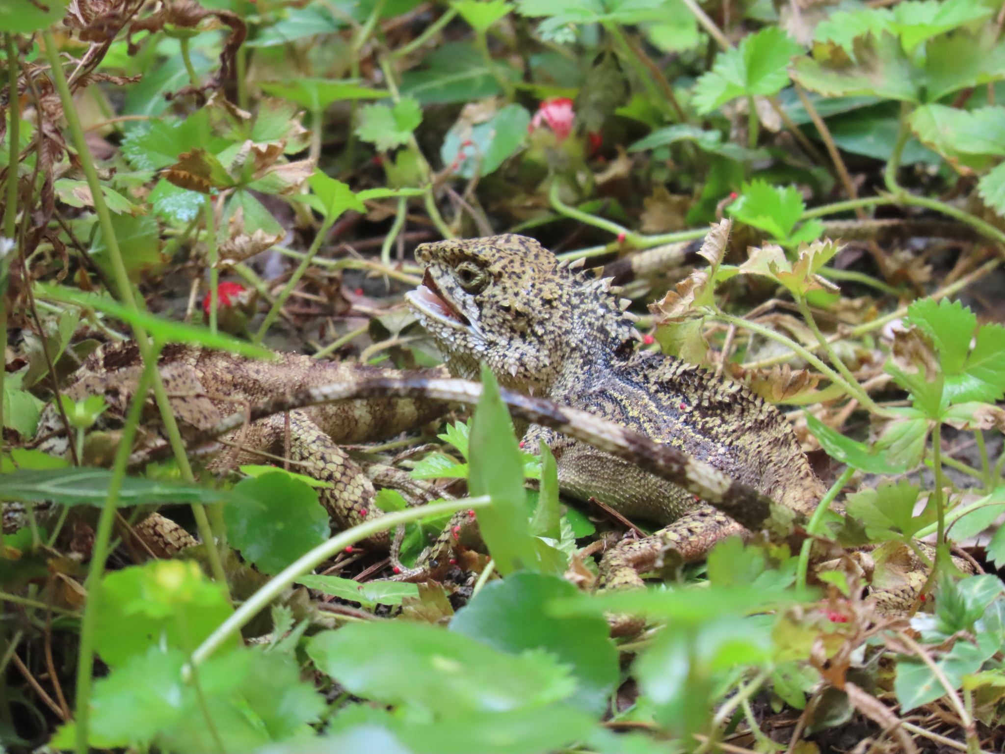 Diploderma swinhonis (Günther, 1864)