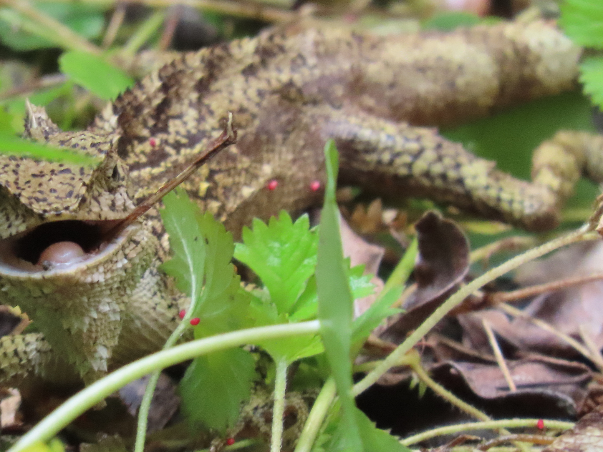 Diploderma swinhonis (Günther, 1864)